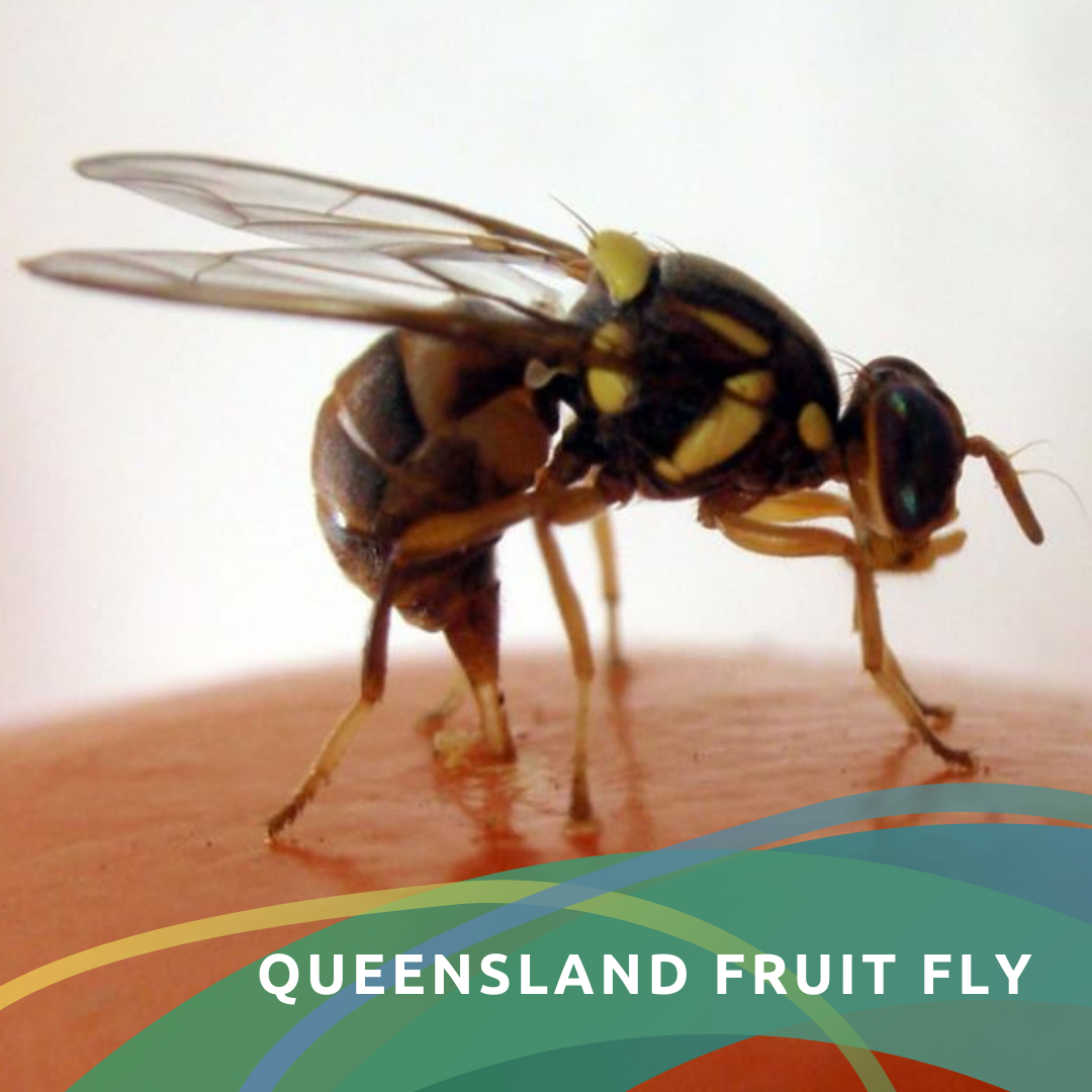Lets Keep Darebin Queensland Fruit Fly Free Darebin Food Harvest Network